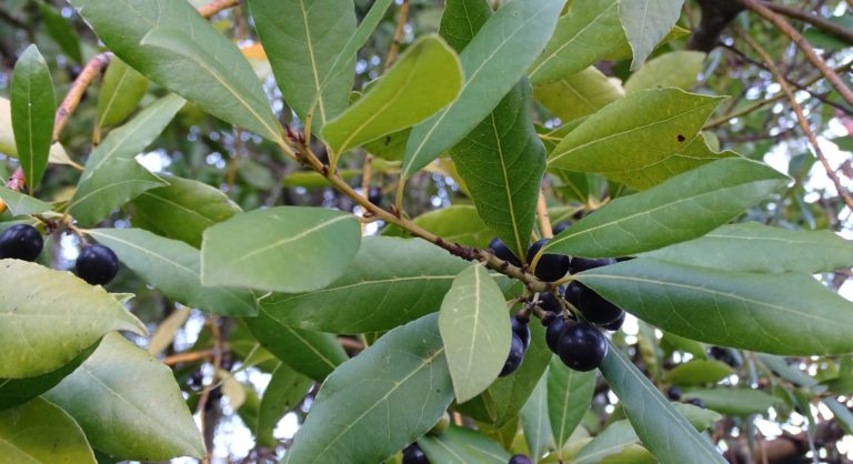 Loureiro | Brigada da Floresta