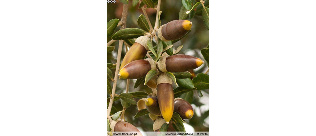 Azinheira | Brigada da Floresta