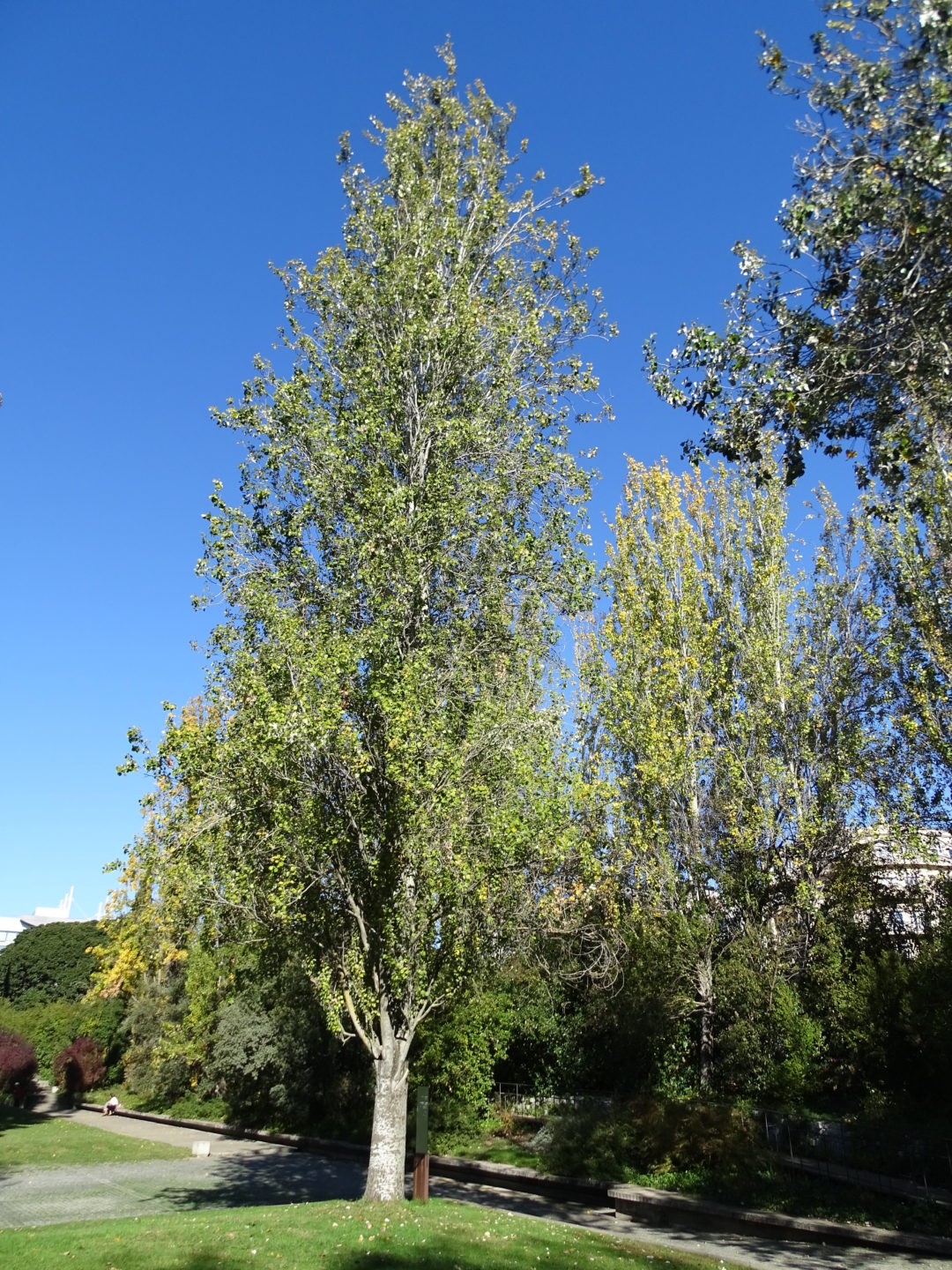 Choupo-branco | Brigada da Floresta
